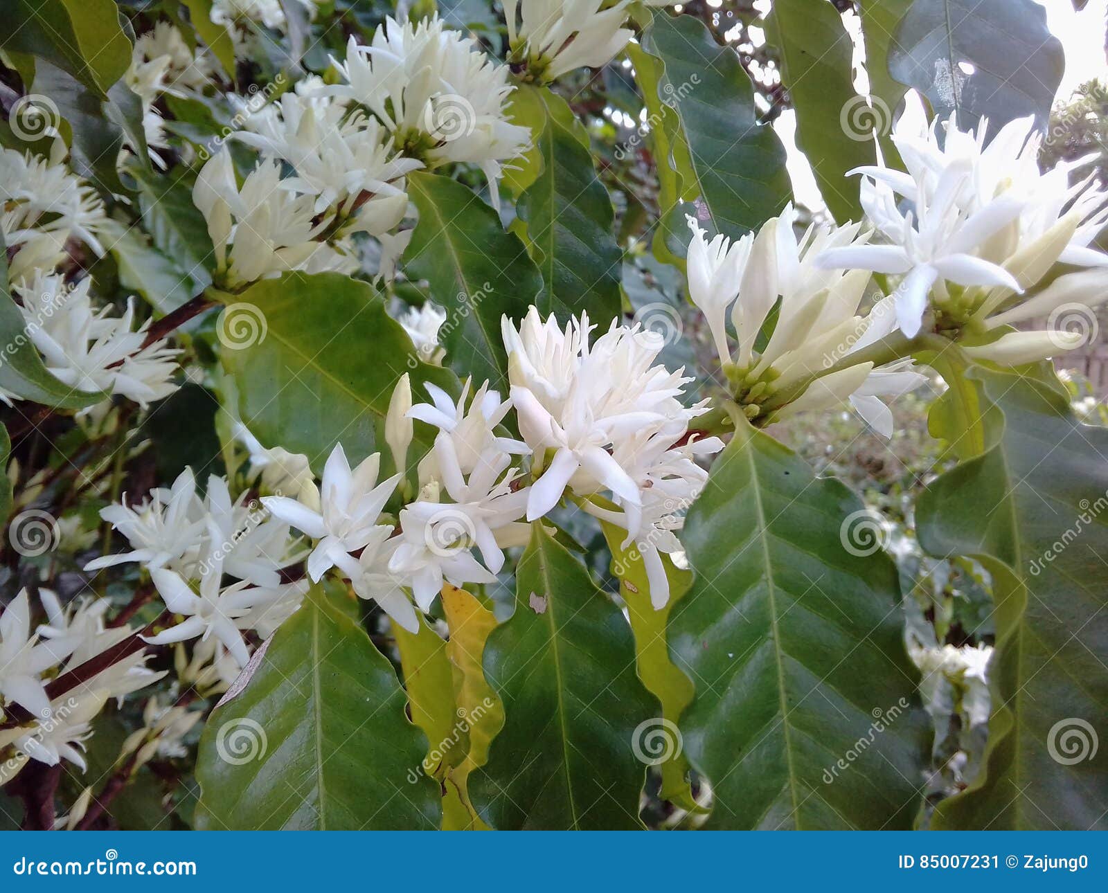 Coffee flower stock image. Image of tree, arabica, white - 85007231