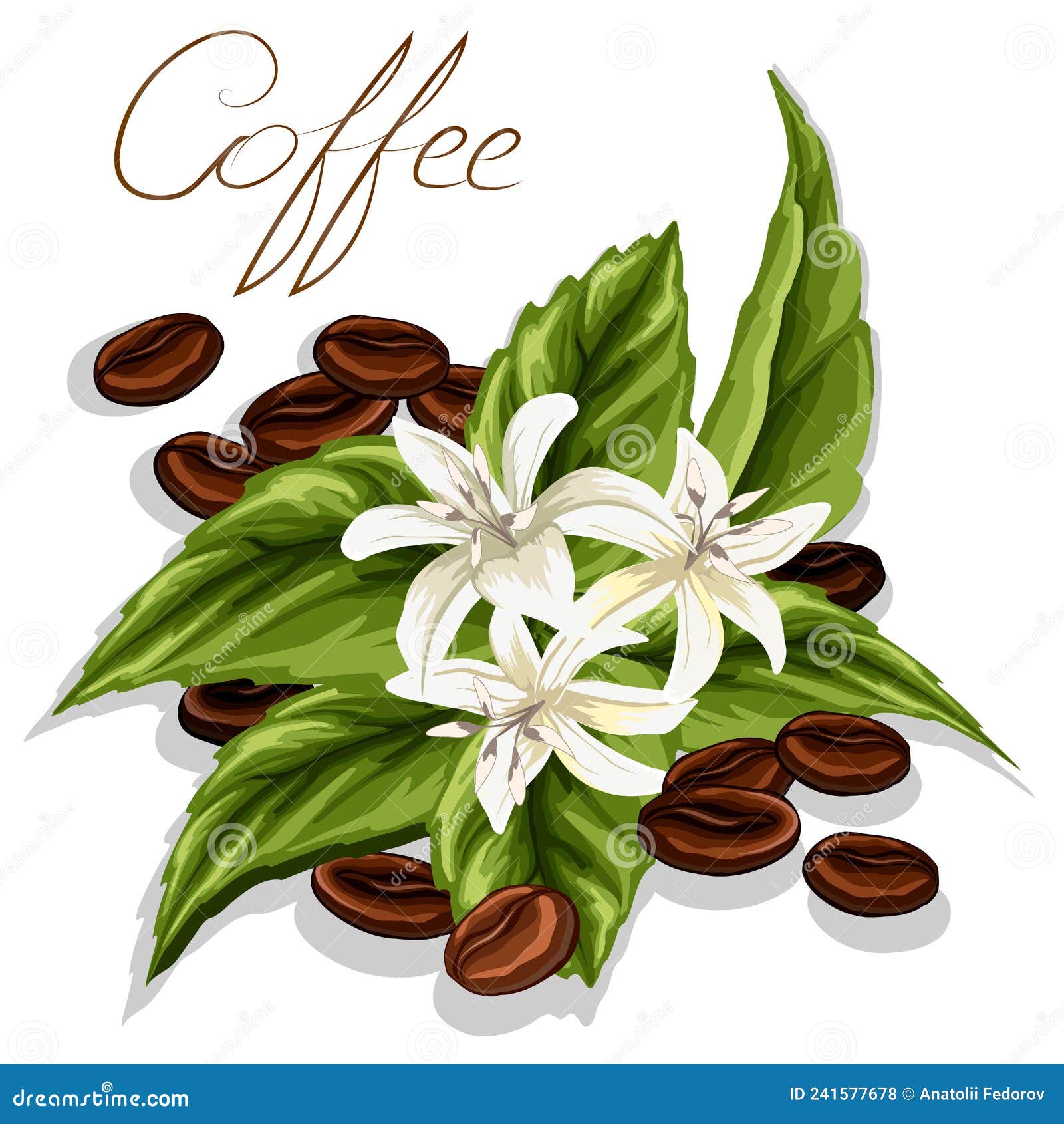 Coffee Flowers and Coffee Beans. Stock Vector - Illustration of ...