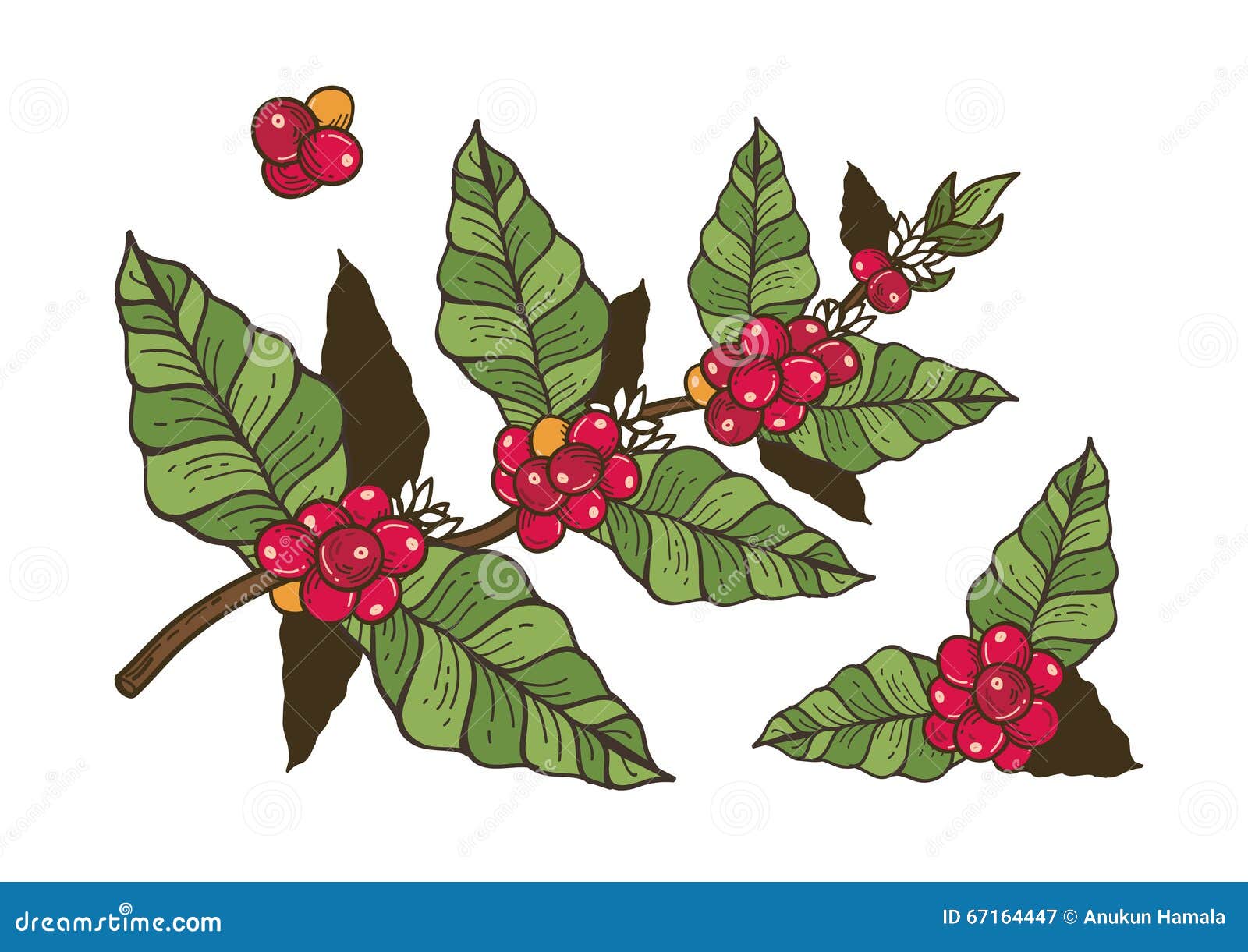 Coffee flowers and berries stock vector. Illustration of line - 67164447