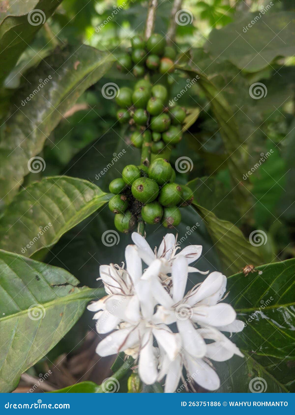 Coffee Flowers Blossom stock photo. Image of plant, vegetable - 263751886