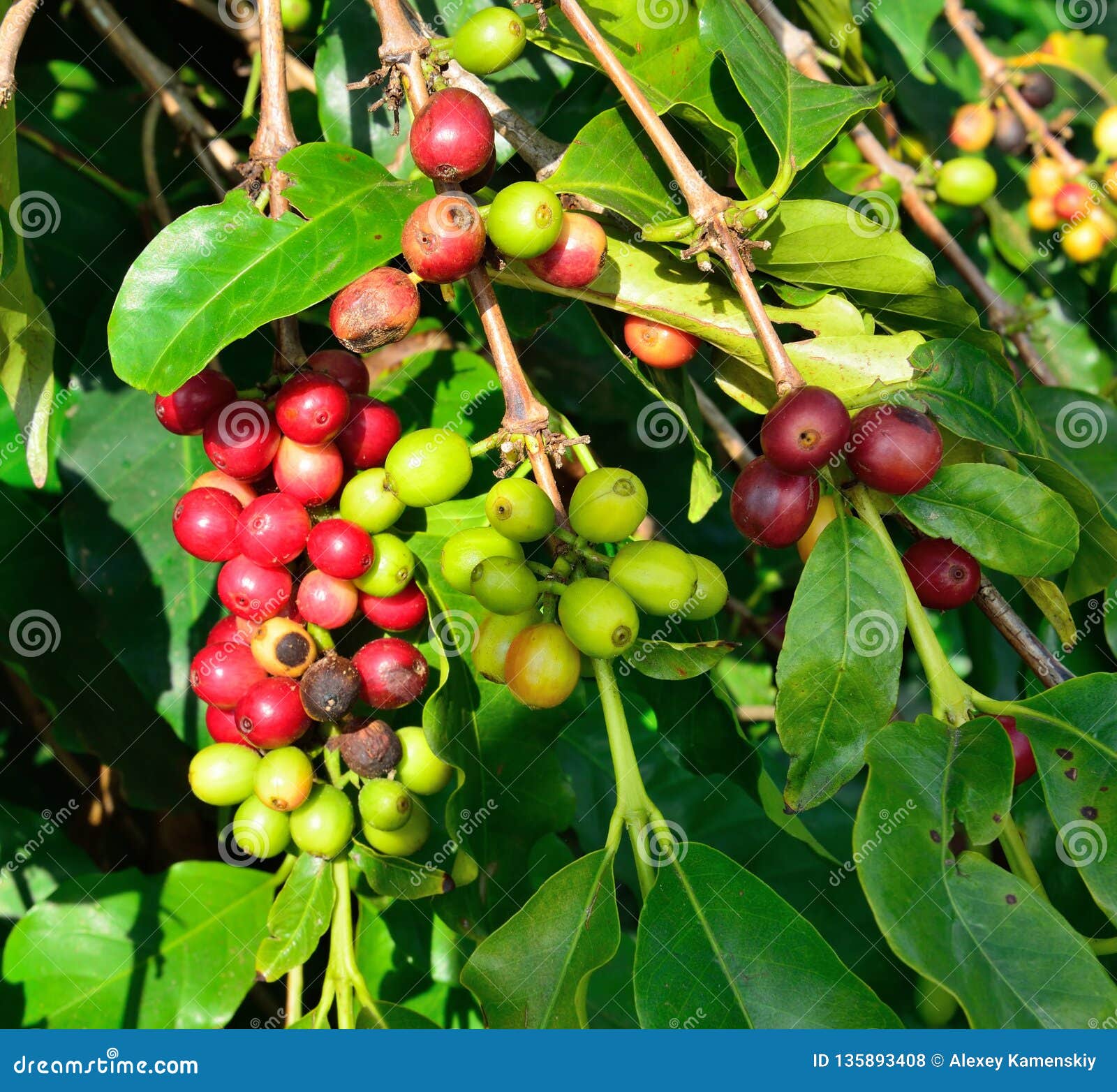 Coffee Fruit Growing in Hawaii Big Island Stock Photo - Image of leaf ...