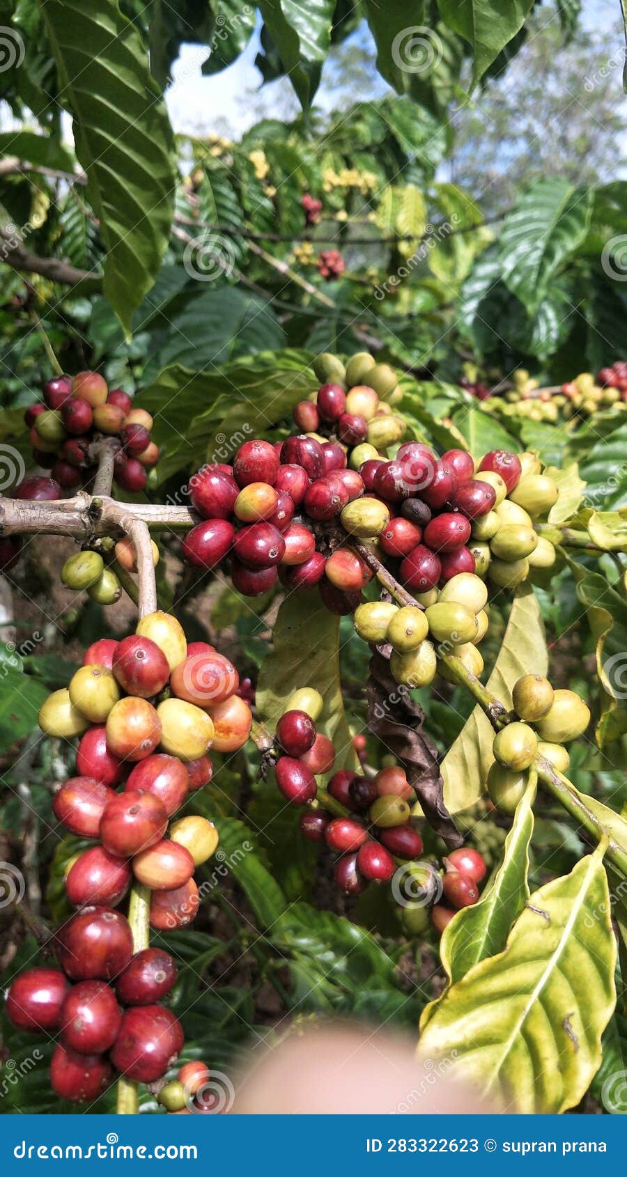 Coffee Fruit that is Still Green on the Tree Stock Image - Image of ...