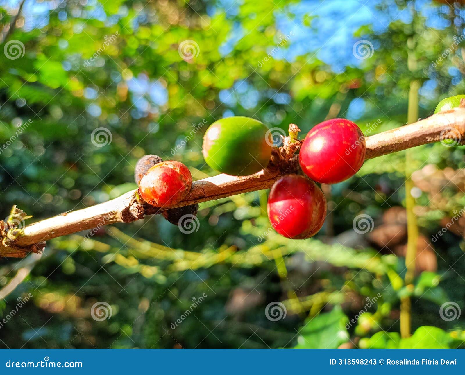 Coffee Fruit in the Trees, Knownas Drupe. Indonesia Stock Image - Image ...