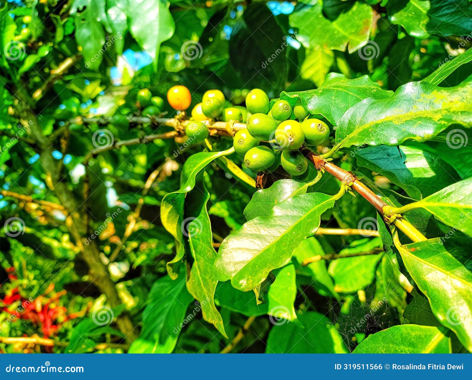 Coffee Fruit in the Trees, Knownas Drupe. Indonesia Stock Photo - Image ...