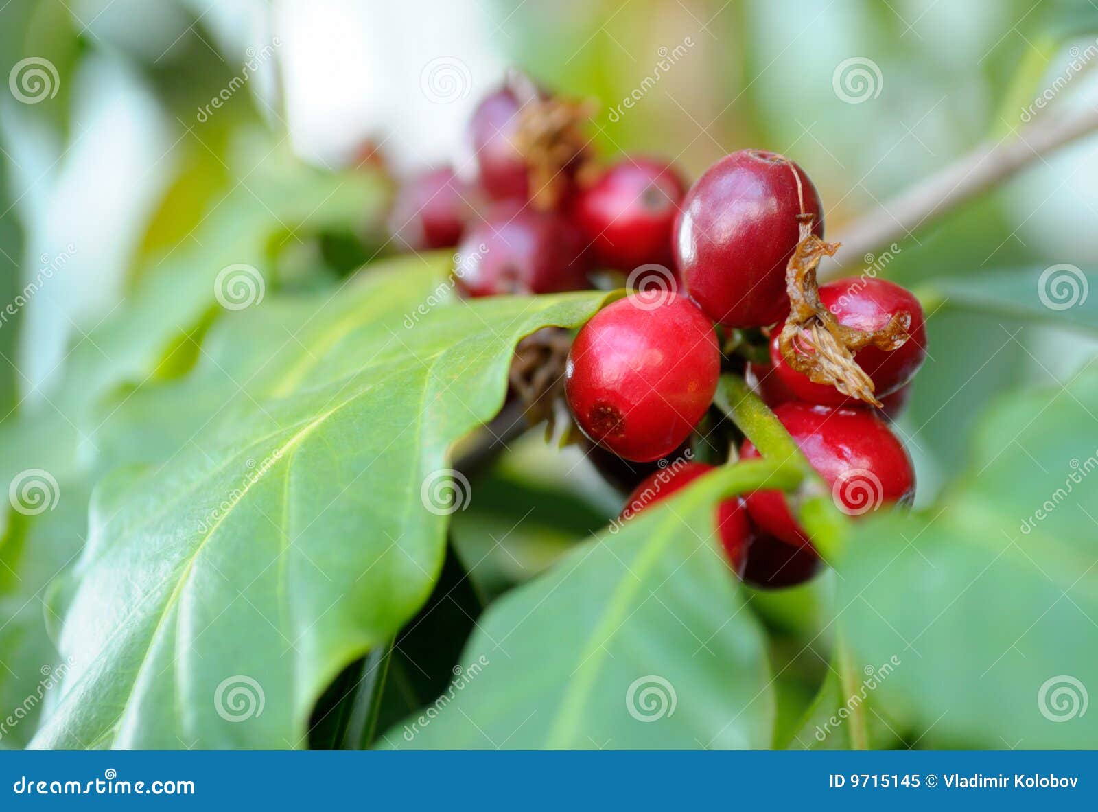 Coffee fruits on branch. stock image. Image of branch - 9715145
