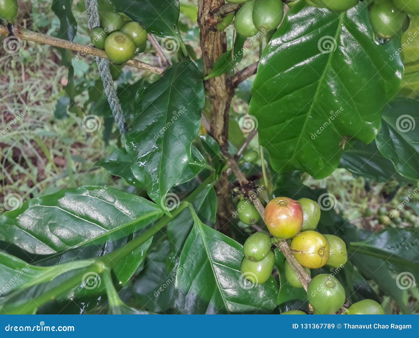 Coffee in the garden stock image. Image of closeup, forest - 131367789