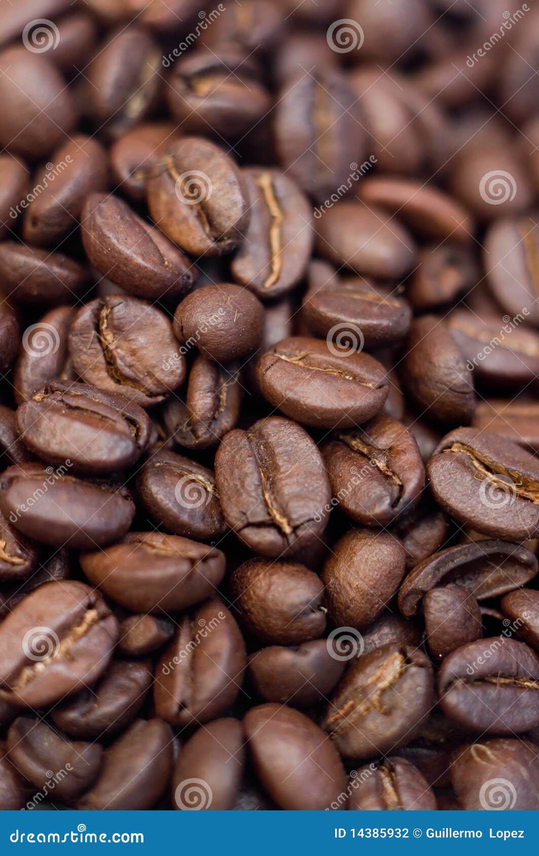 Coffee grains Coffea stock photo. Image of stimulant - 14385932