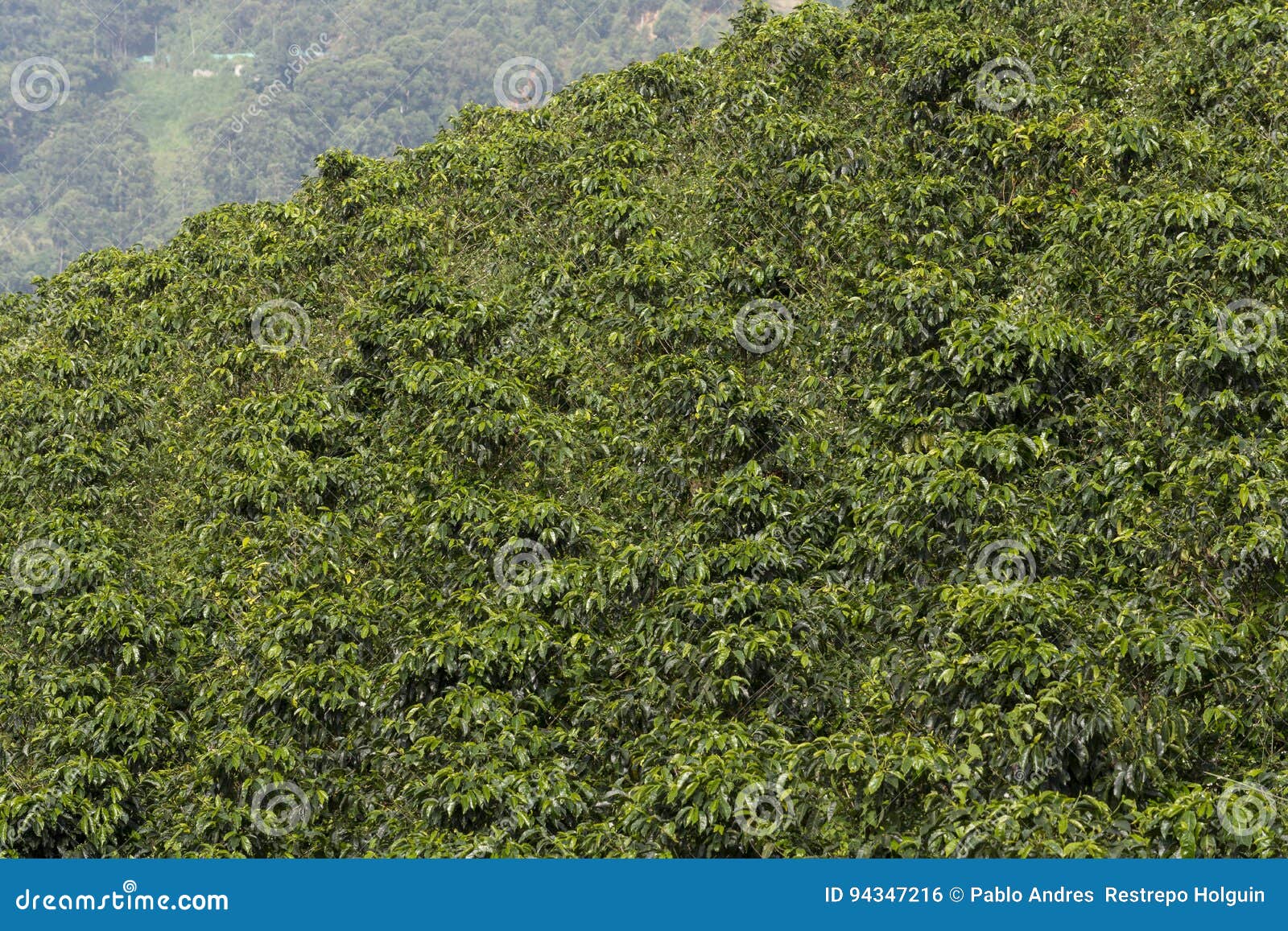 Coffee landscape stock photo. Image of decoration, design - 94347216