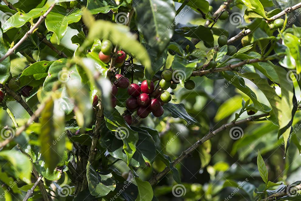 Coffee landscape stock image. Image of seed, closeup - 94347349