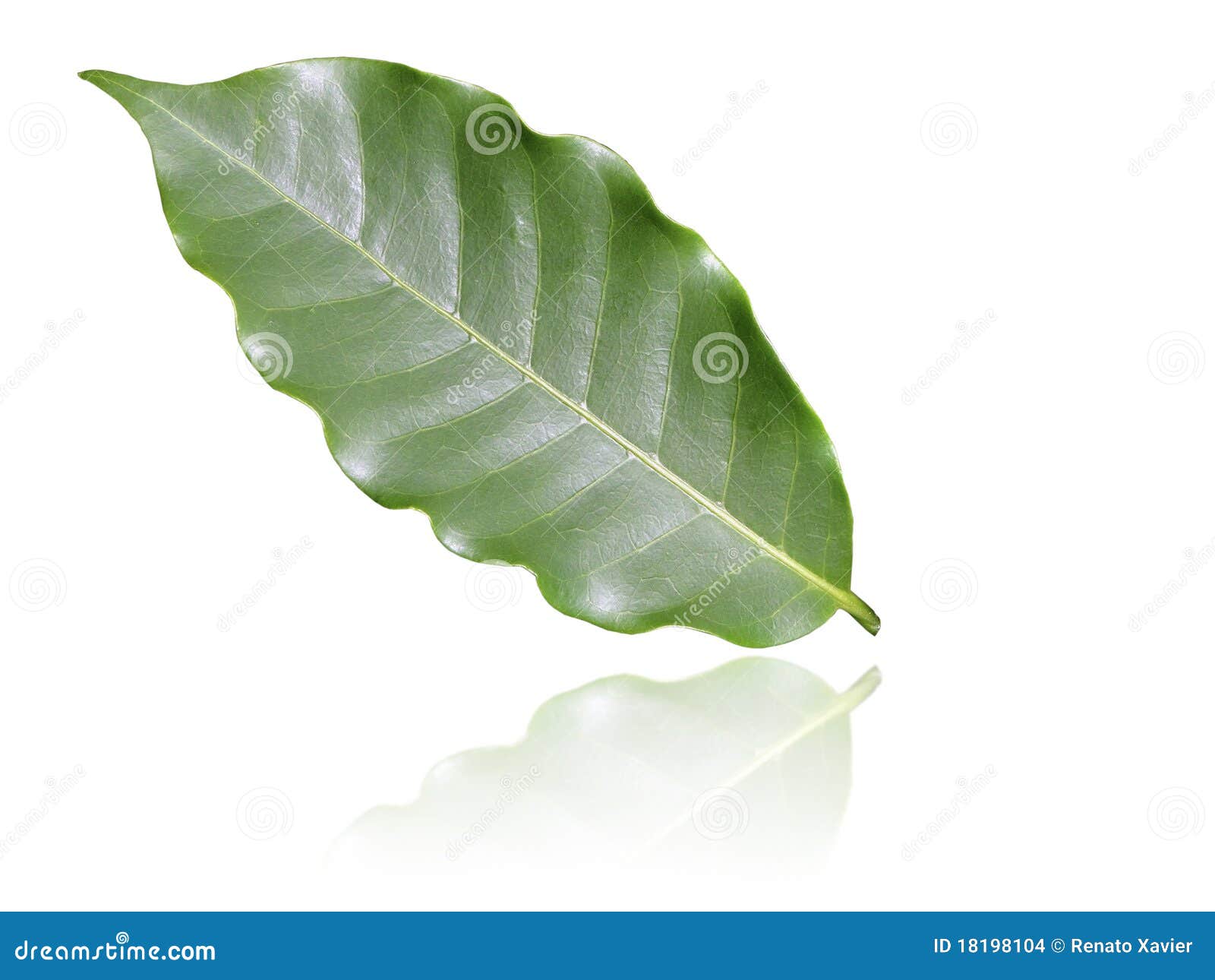 Coffee leaf stock photo. Image of botany, crop, leaf - 18198104