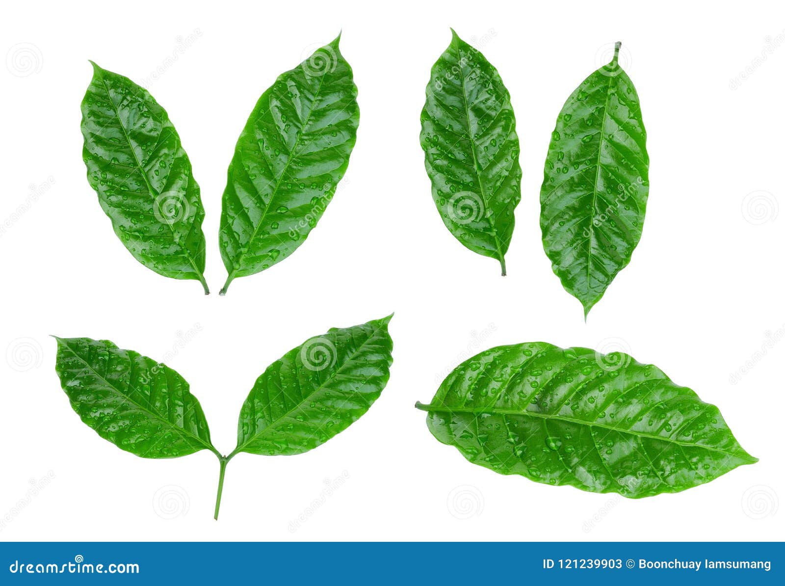 Coffee Leaf with Drop of Water Isolated on White Stock Image - Image of ...