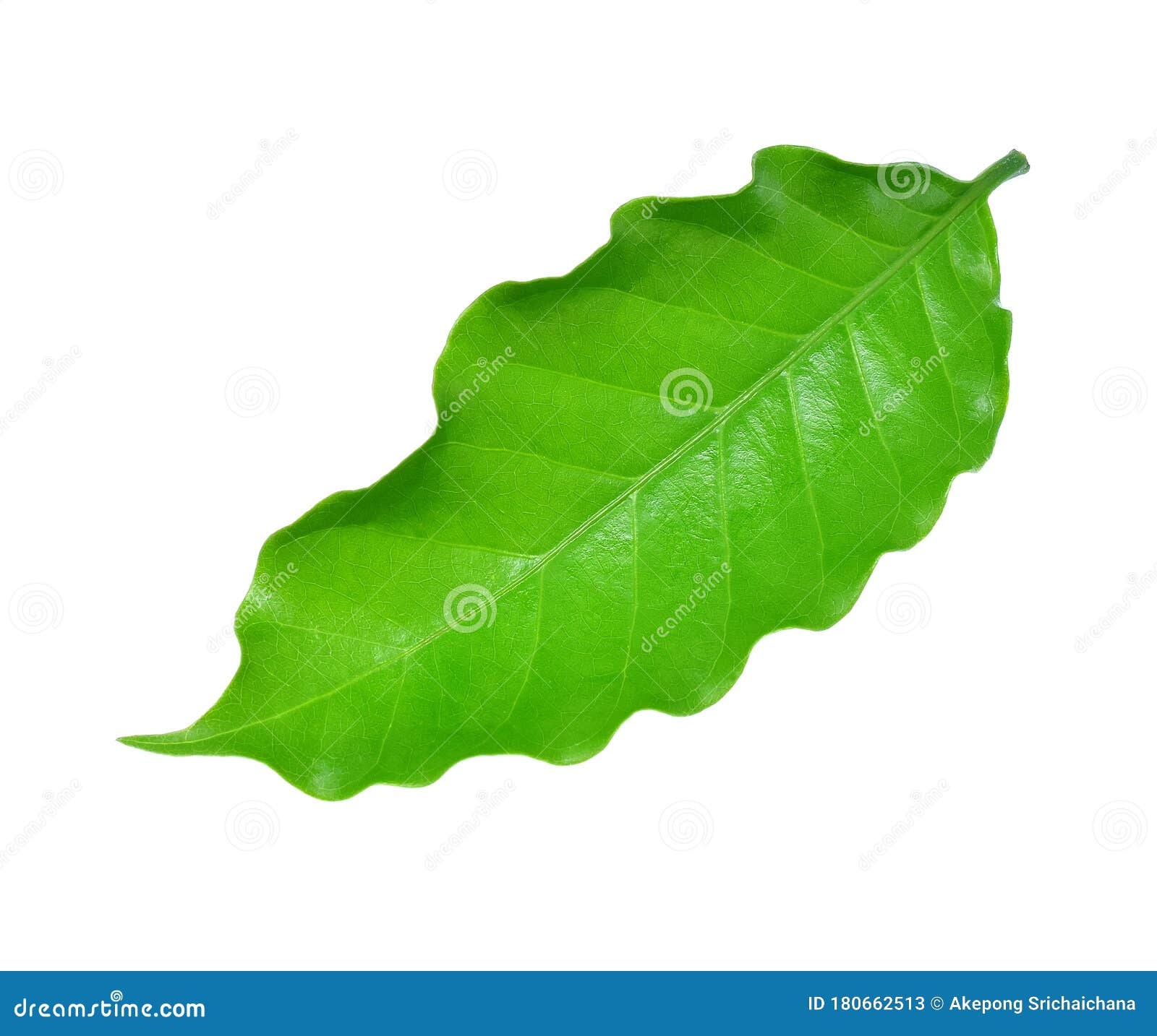 Coffee Leaf Isolated on a White Background Stock Image - Image of food ...