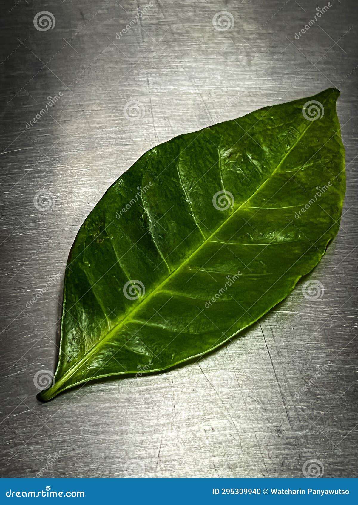 Coffee Leaf Put on Background Stock Photo - Image of foliage, tropical ...