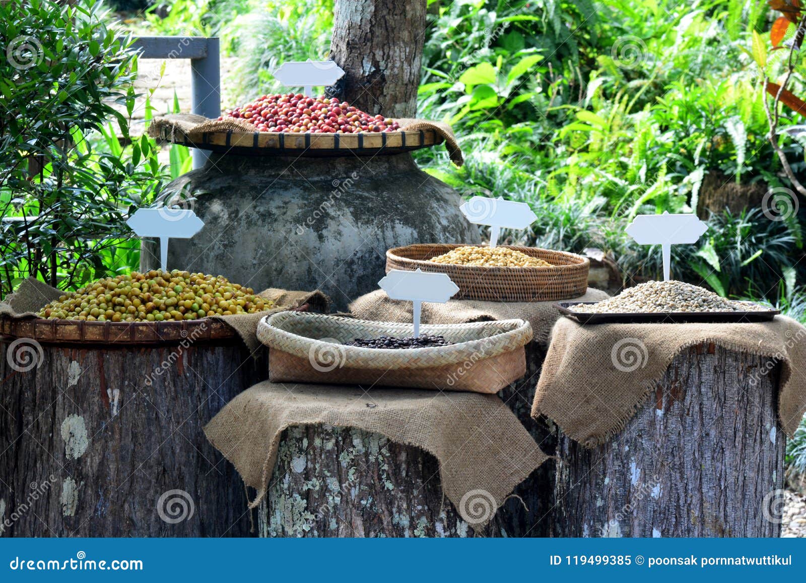 Coffee learning process stock image. Image of field - 119499385