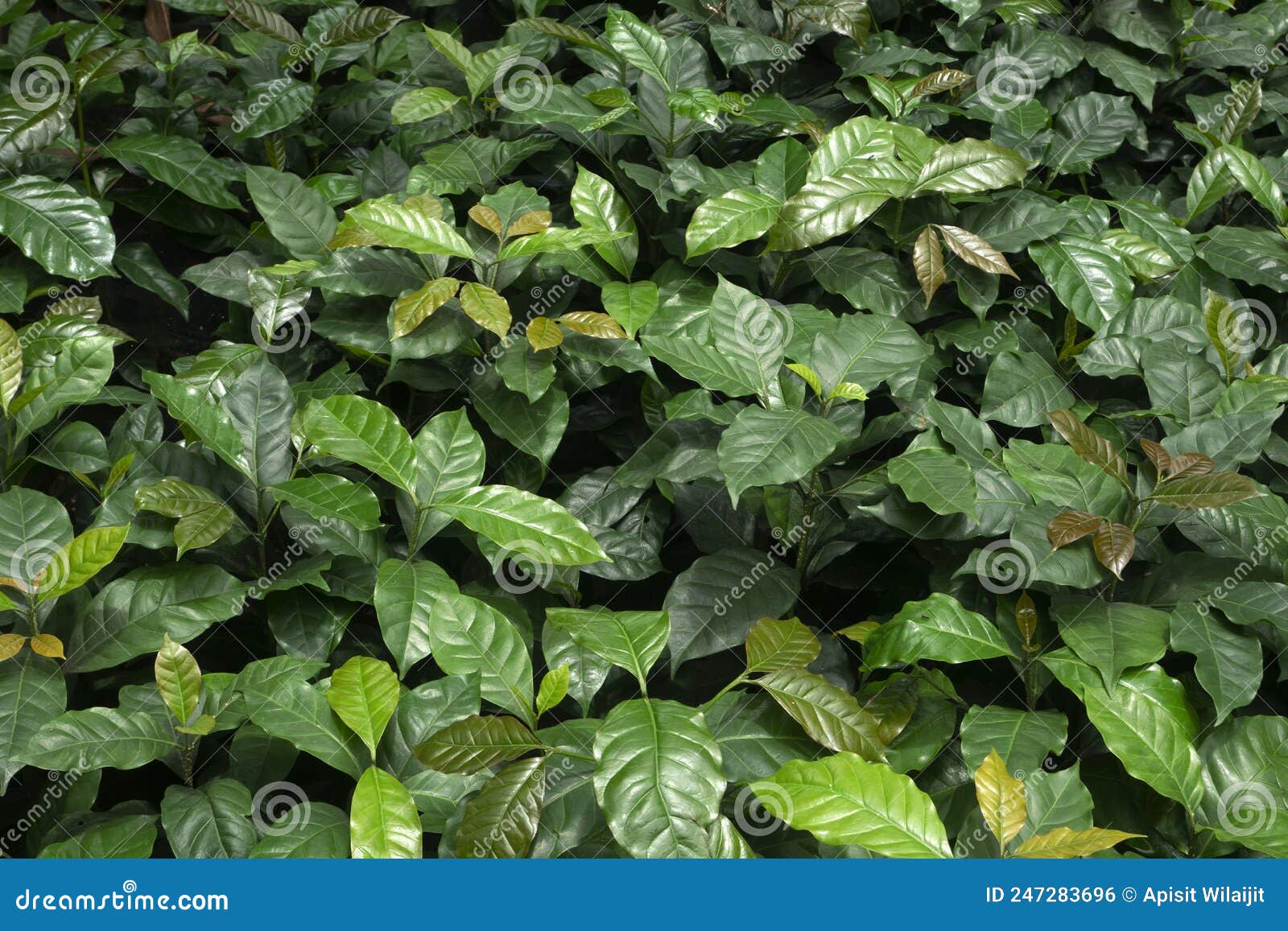 Coffee Leave Plant Pattern for Nature Background. Stock Photo - Image ...