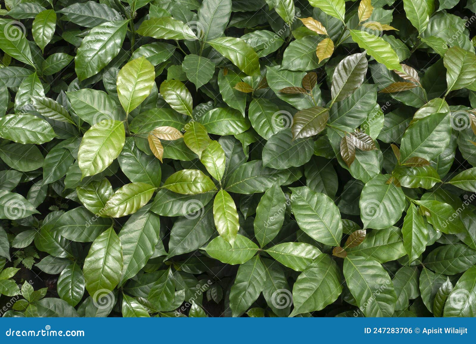 Coffee Leave Plant Pattern for Nature Background. Stock Photo - Image ...