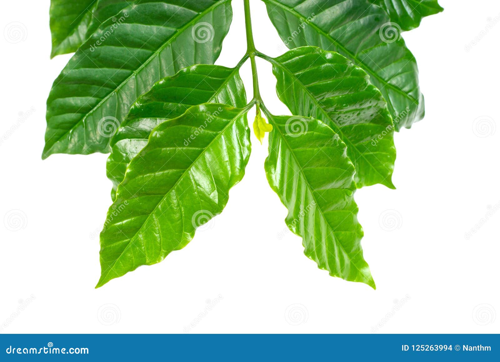 Coffee Leave on White Background Stock Photo - Image of ingredient ...