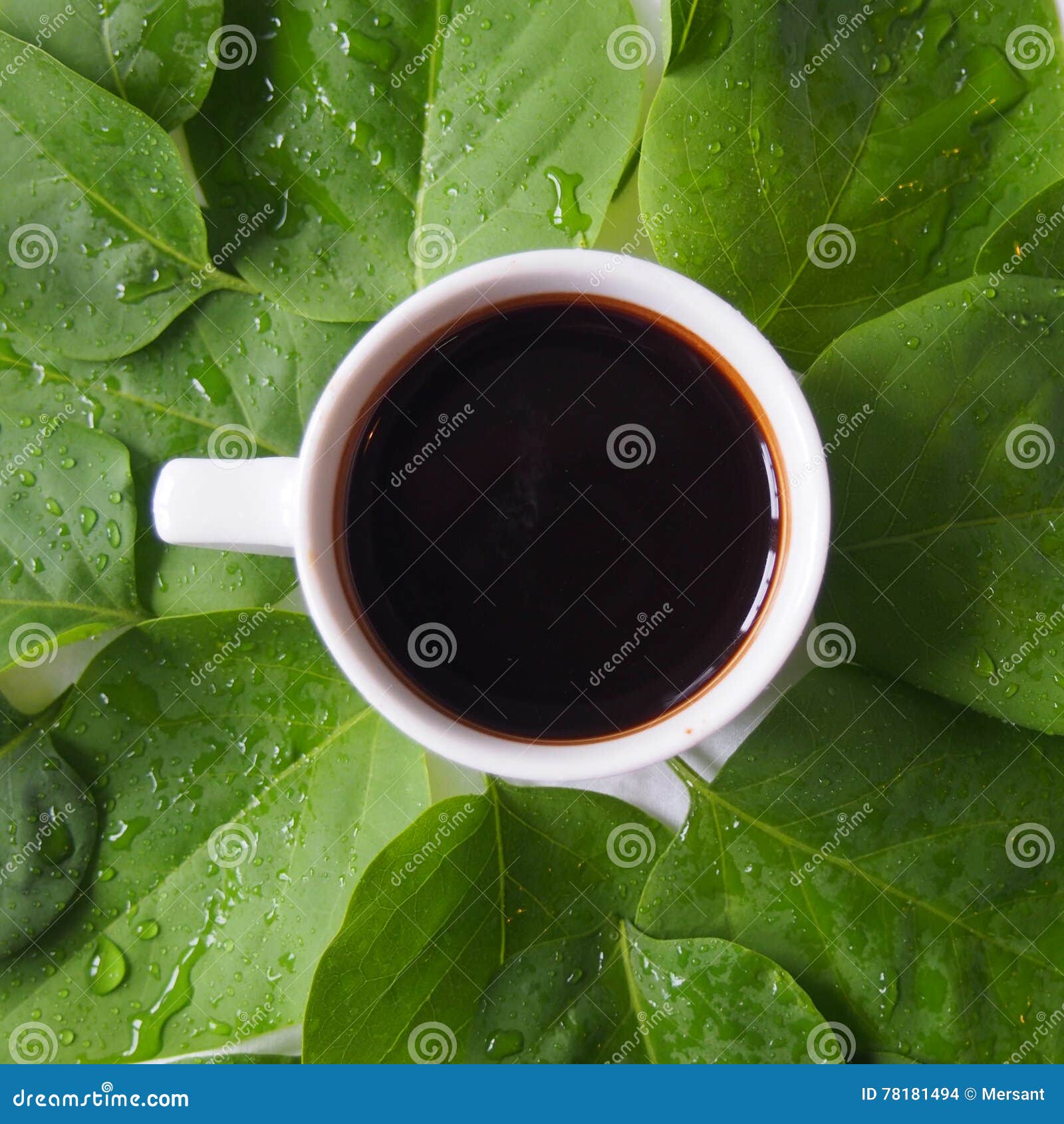 Coffee and leaves stock photo. Image of life, drink, leaf - 78181494