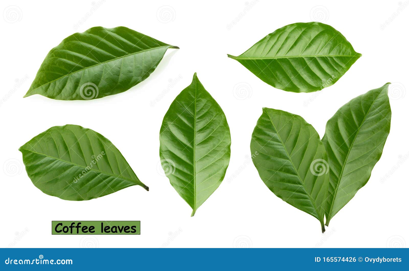 Coffee Leaves Isolated White Background Royalty-Free Stock Image ...