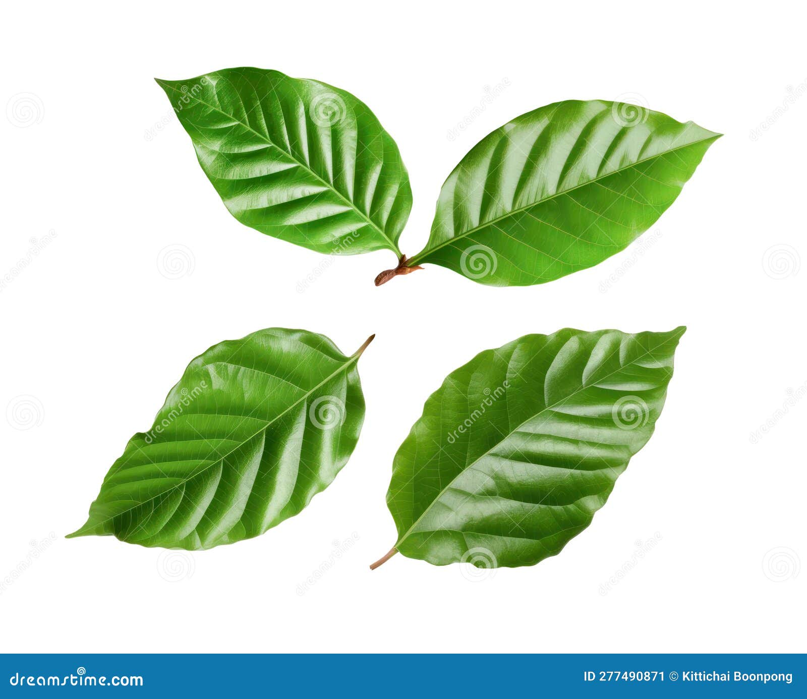 Coffee Leaves Isolated White Background Stock Image - Image of spring ...