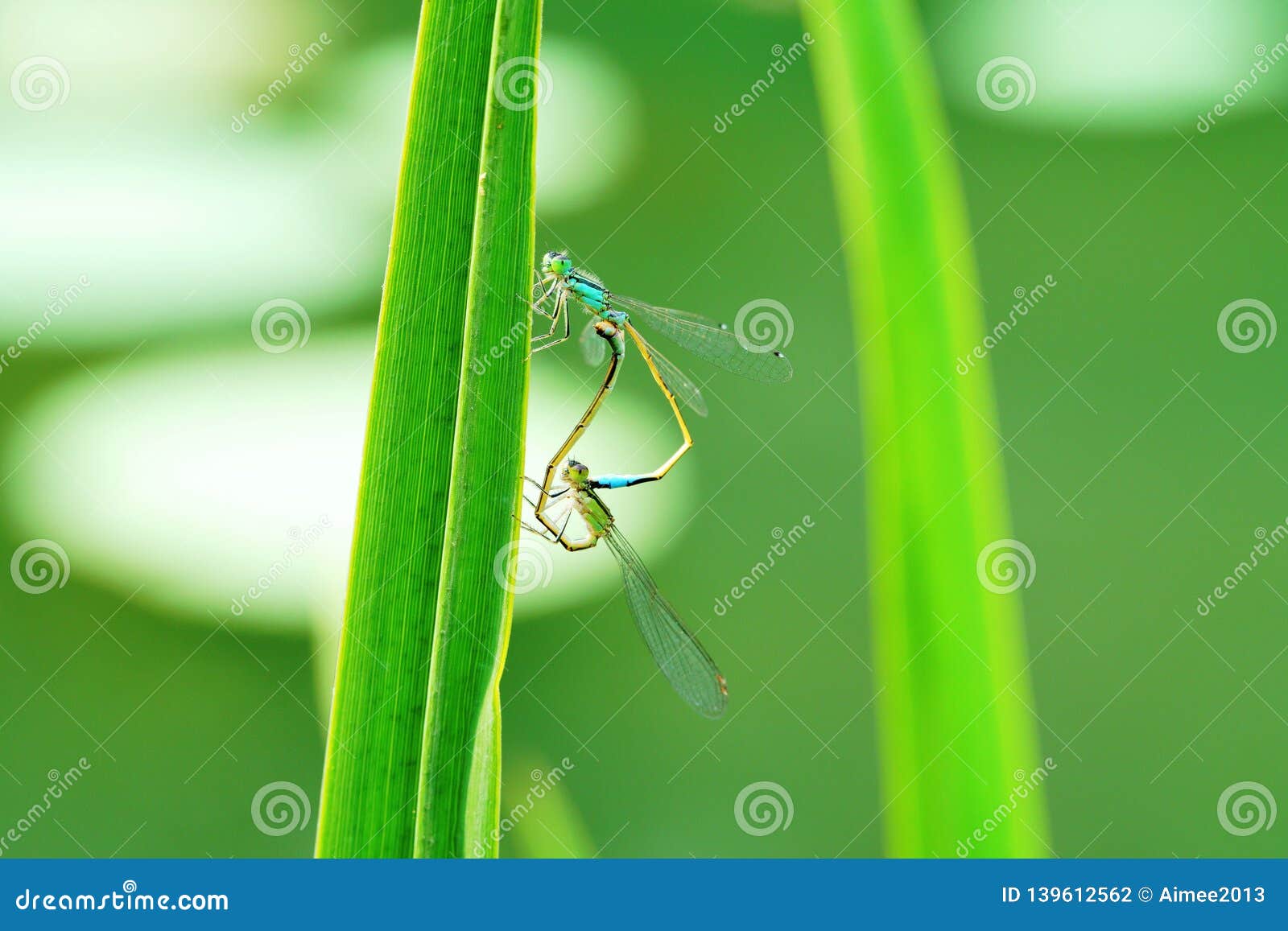 Dragonfly Closeup in Summer Time Stock Photo - Image of micro ...