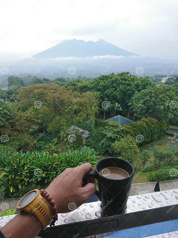 Coffee mountain view stock image. Image of coffee, flower - 221232381