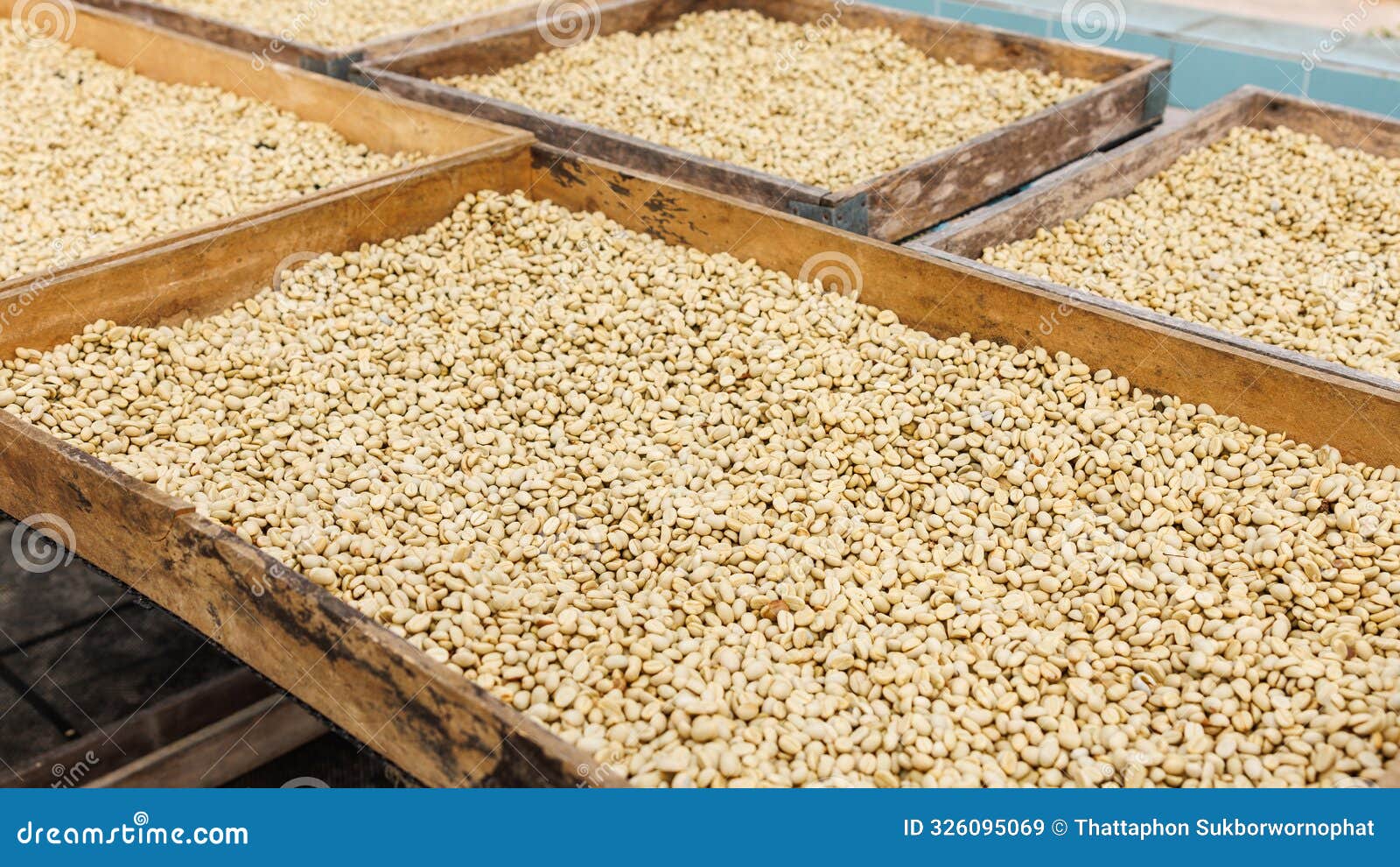 Coffee Natural Sun Drying Process, on Shelf Stock Image - Image of ...