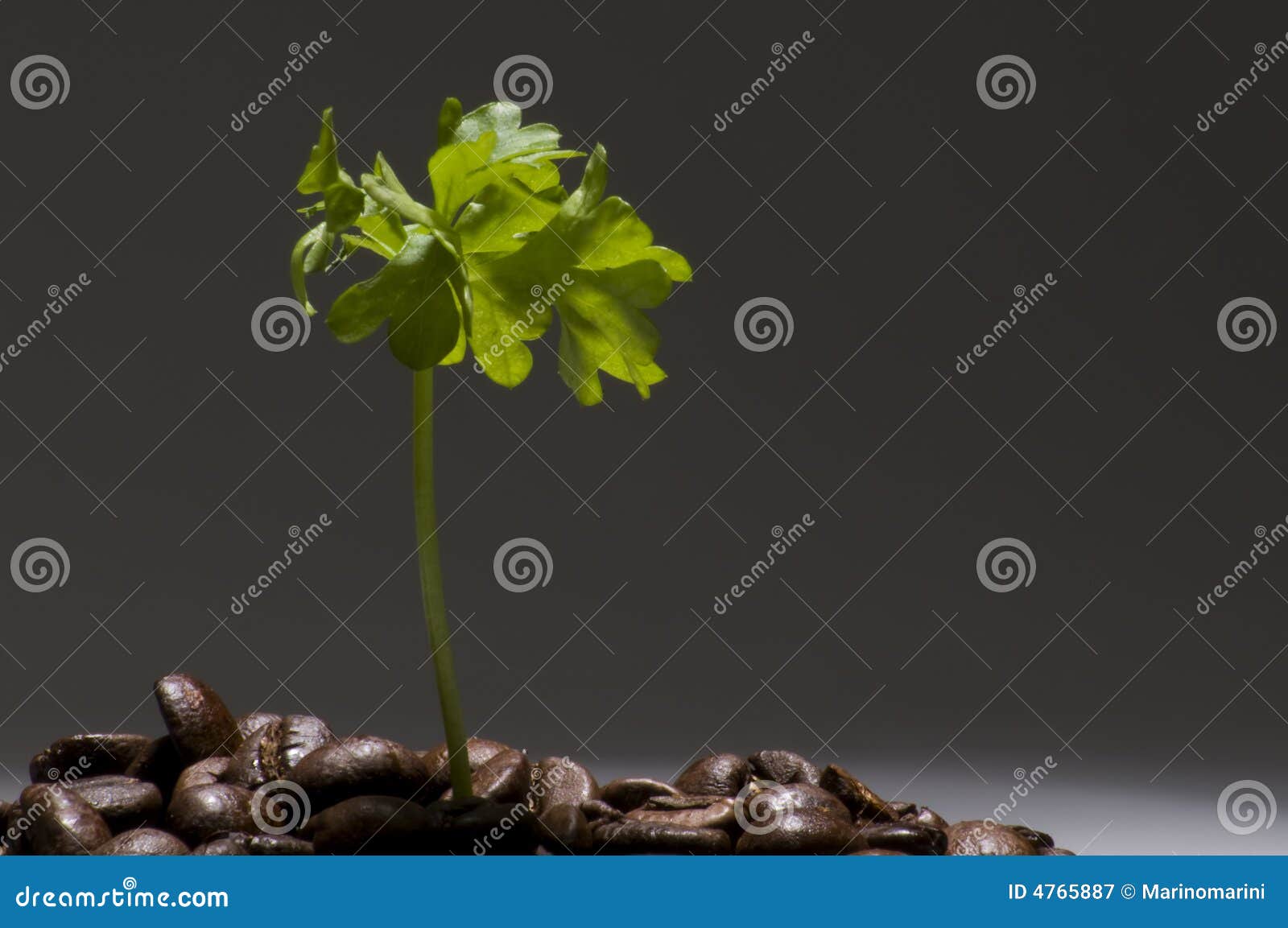 Coffee palm stock image. Image of cappuccino, flower, appointment - 4765887