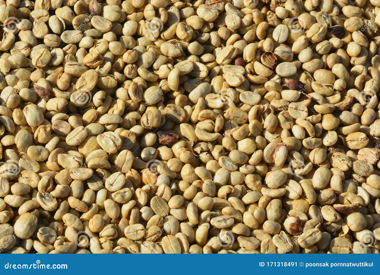 Coffee Parchment of Sun Drying Stock Image - Image of depth, backdrop ...