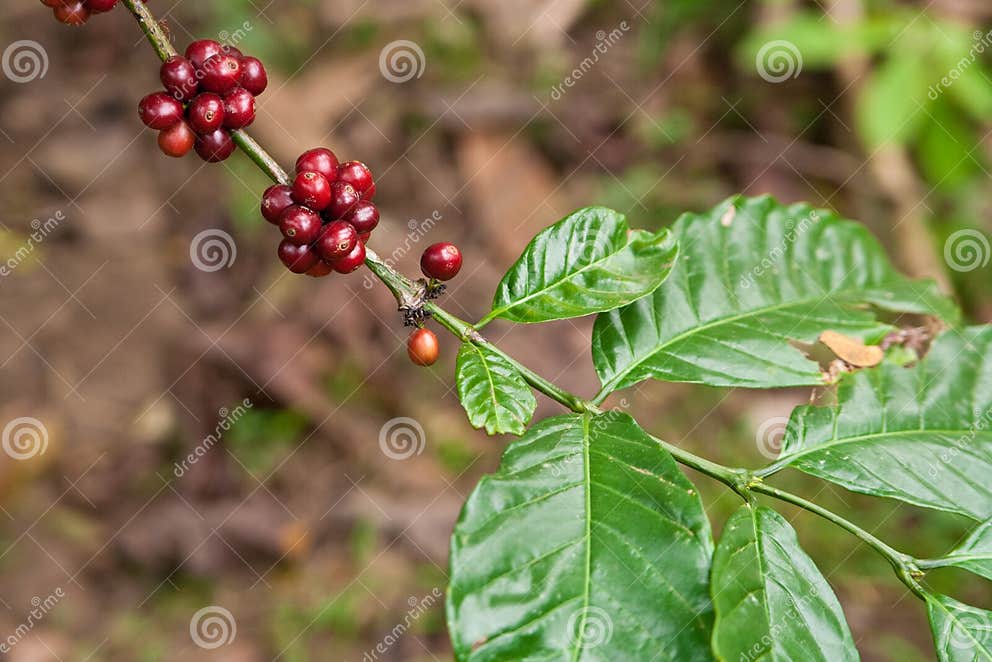 Coffee plant stock photo. Image of tree, bean, canephora - 14491540