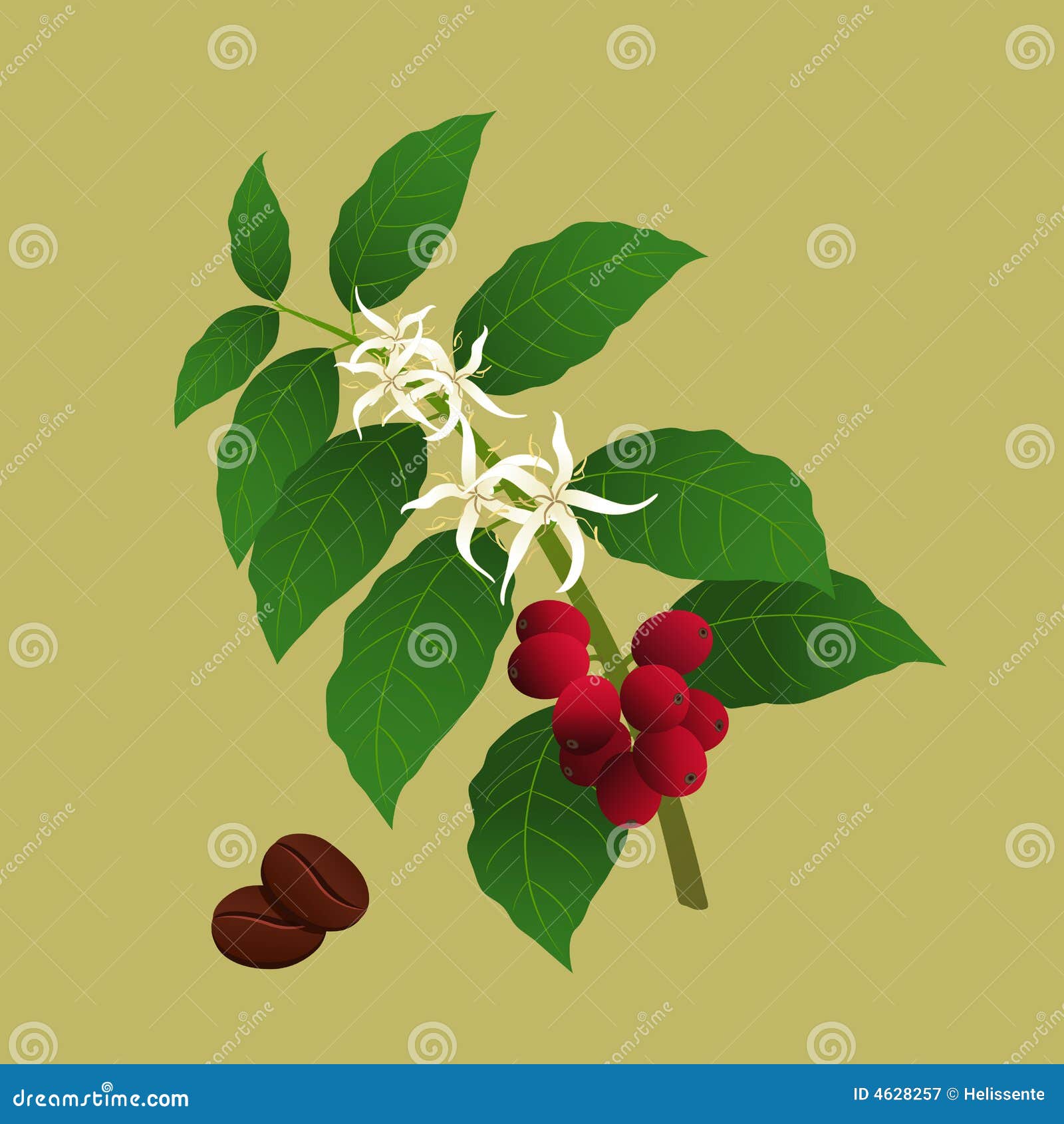 Coffee Plant Illustration, Drawing, Engraving, Ink, Line Art, Vector ...