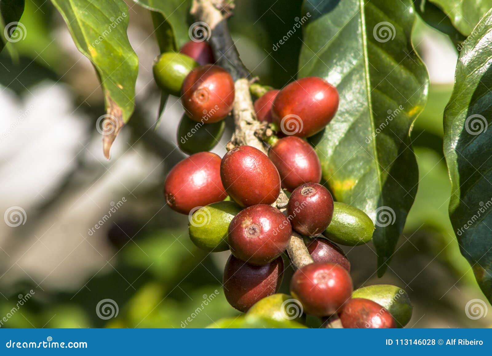 Coffee plant in field stock photo. Image of leaf, caffeine - 113146028