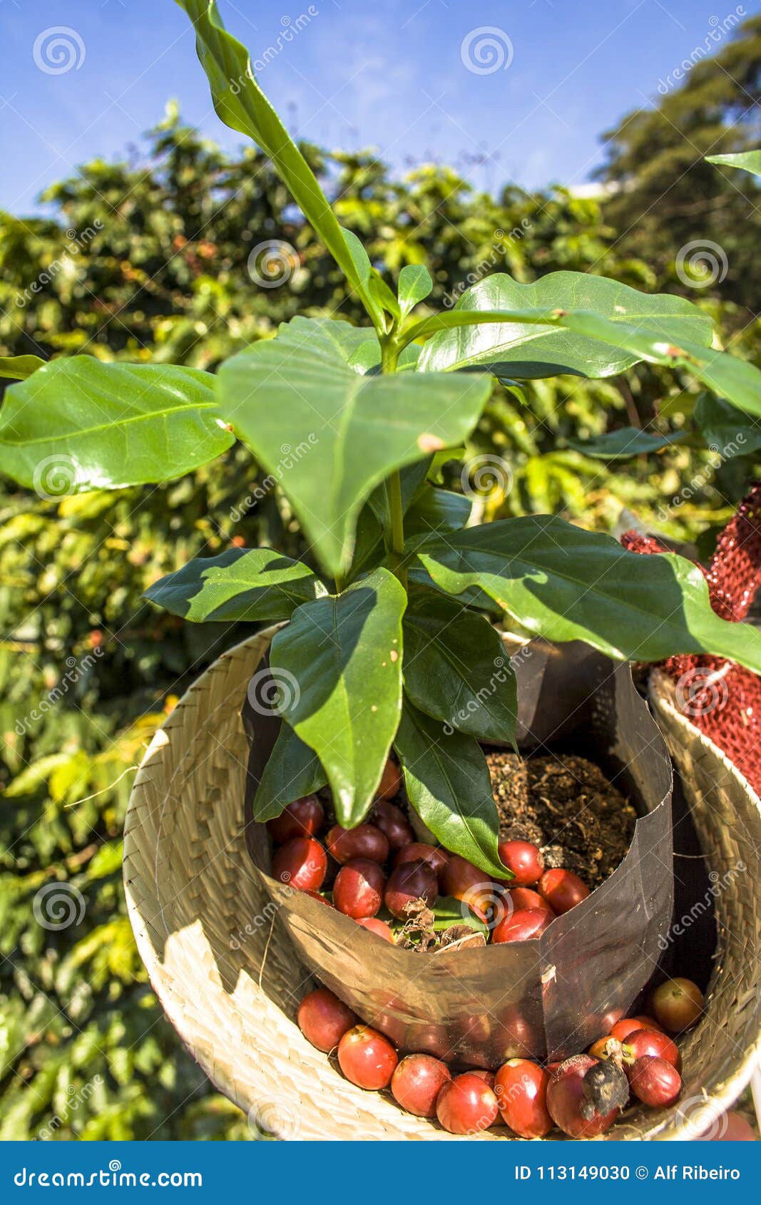 Coffee plant in field stock photo. Image of field, closeup - 113149030