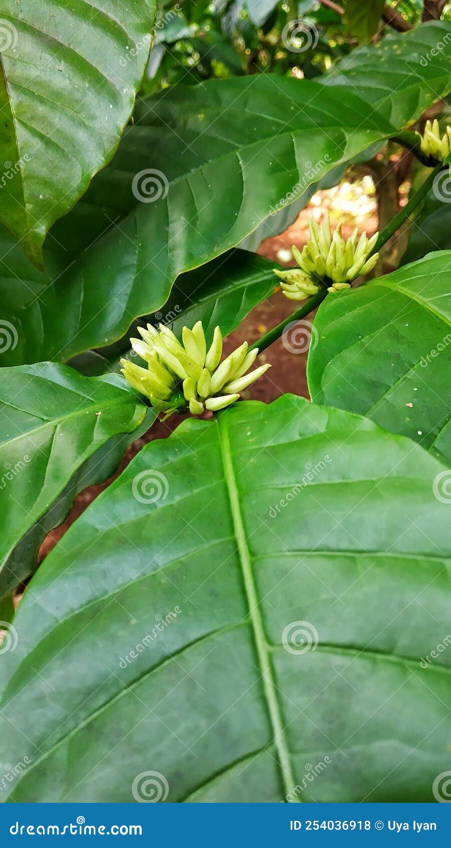 Coffee plant flower stock photo. Image of flower, leaf - 254036918