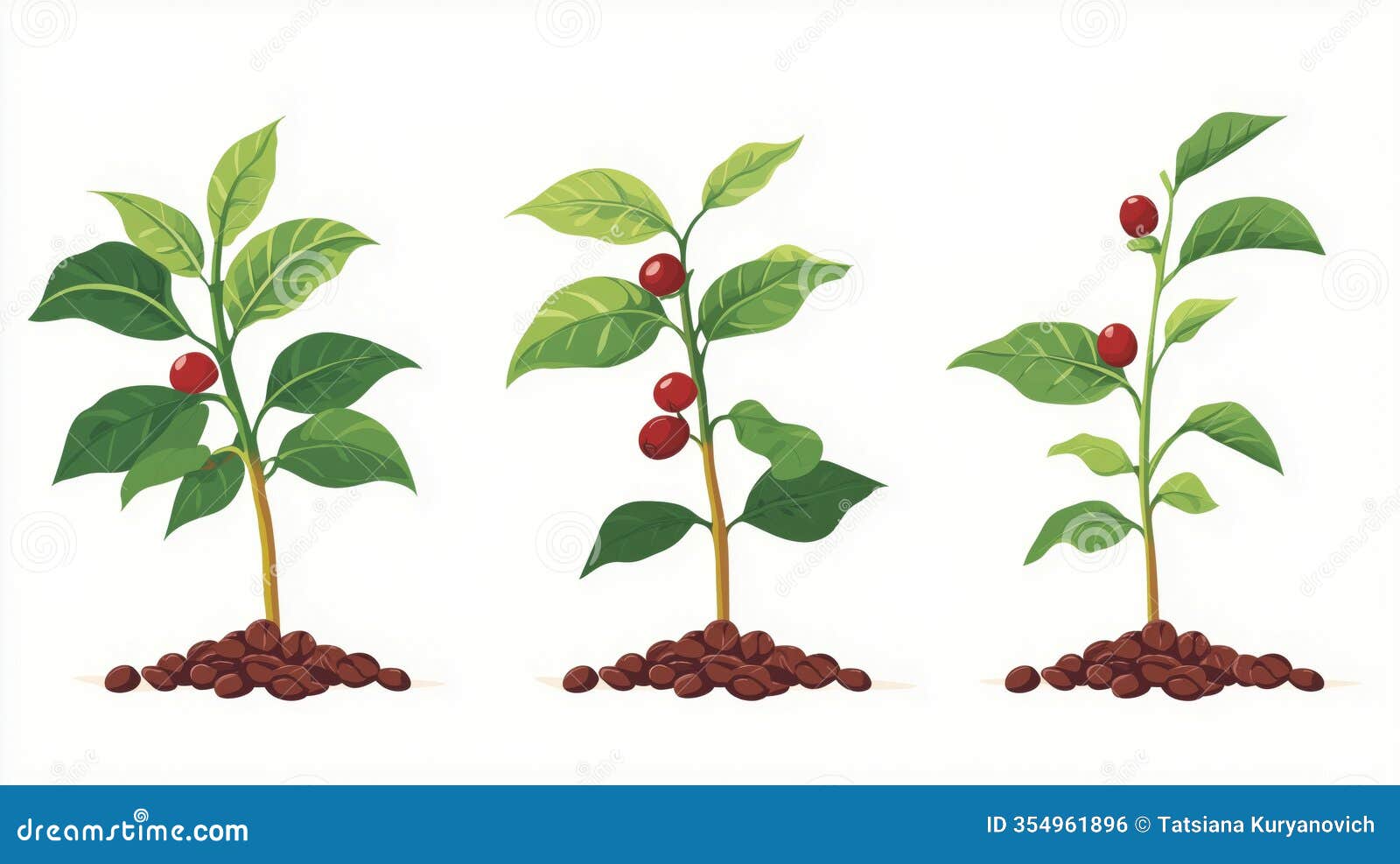 Coffee Plant Growth Stages with Beans Stock Photo - Image of leaves ...