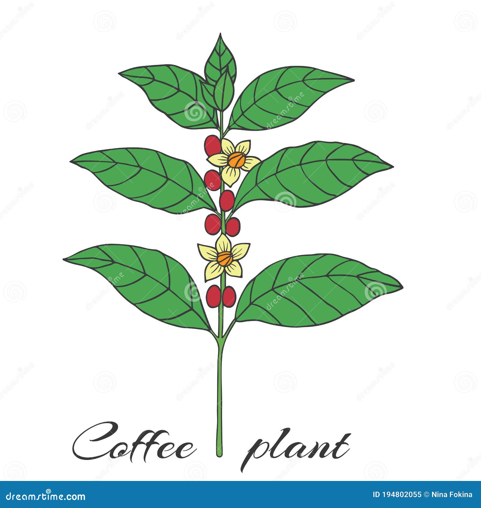Coffee plant-03 stock vector. Illustration of leaf, isolated - 194802055