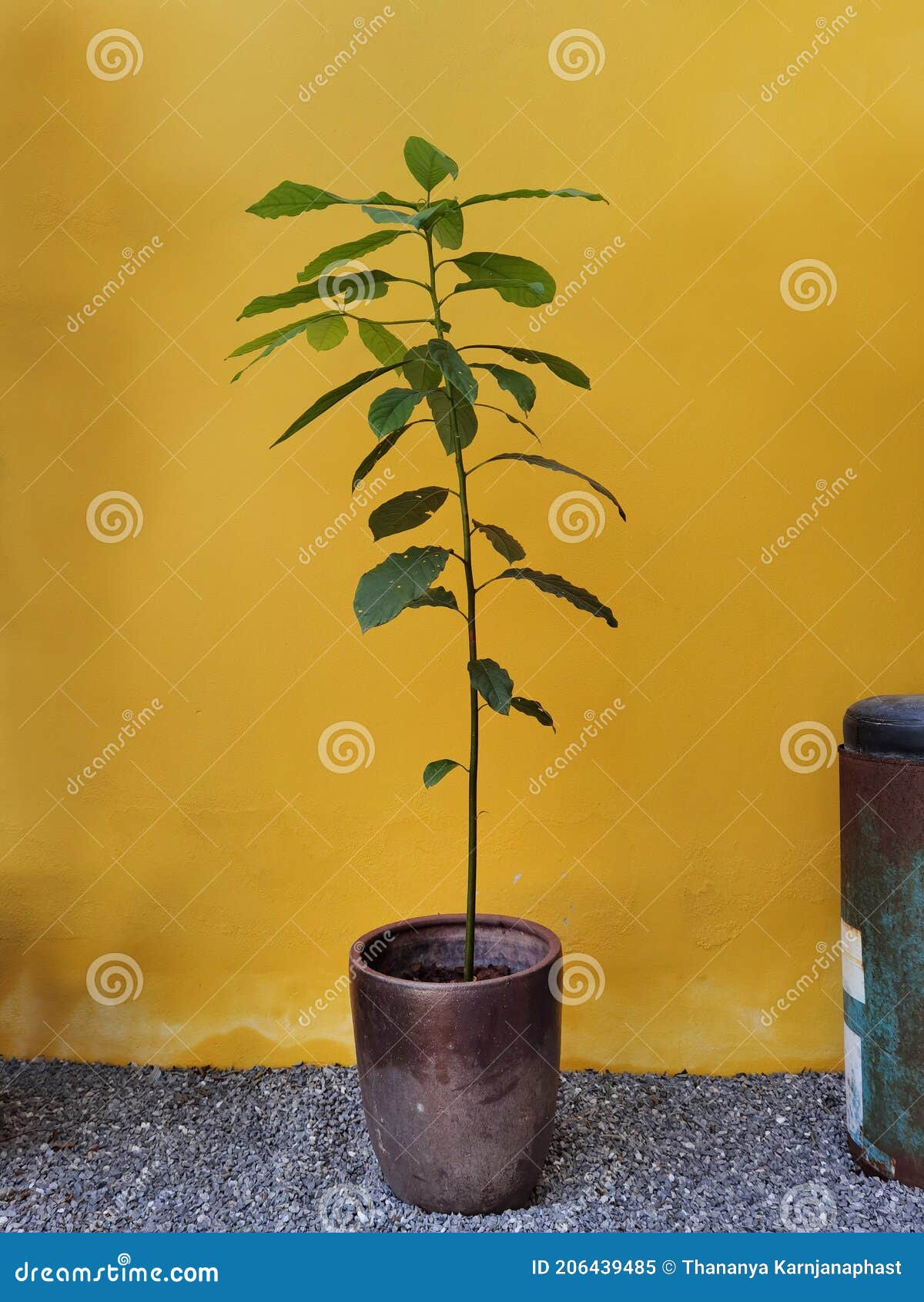 Coffee plant in a pot stock image. Image of leaf, natural - 206439485