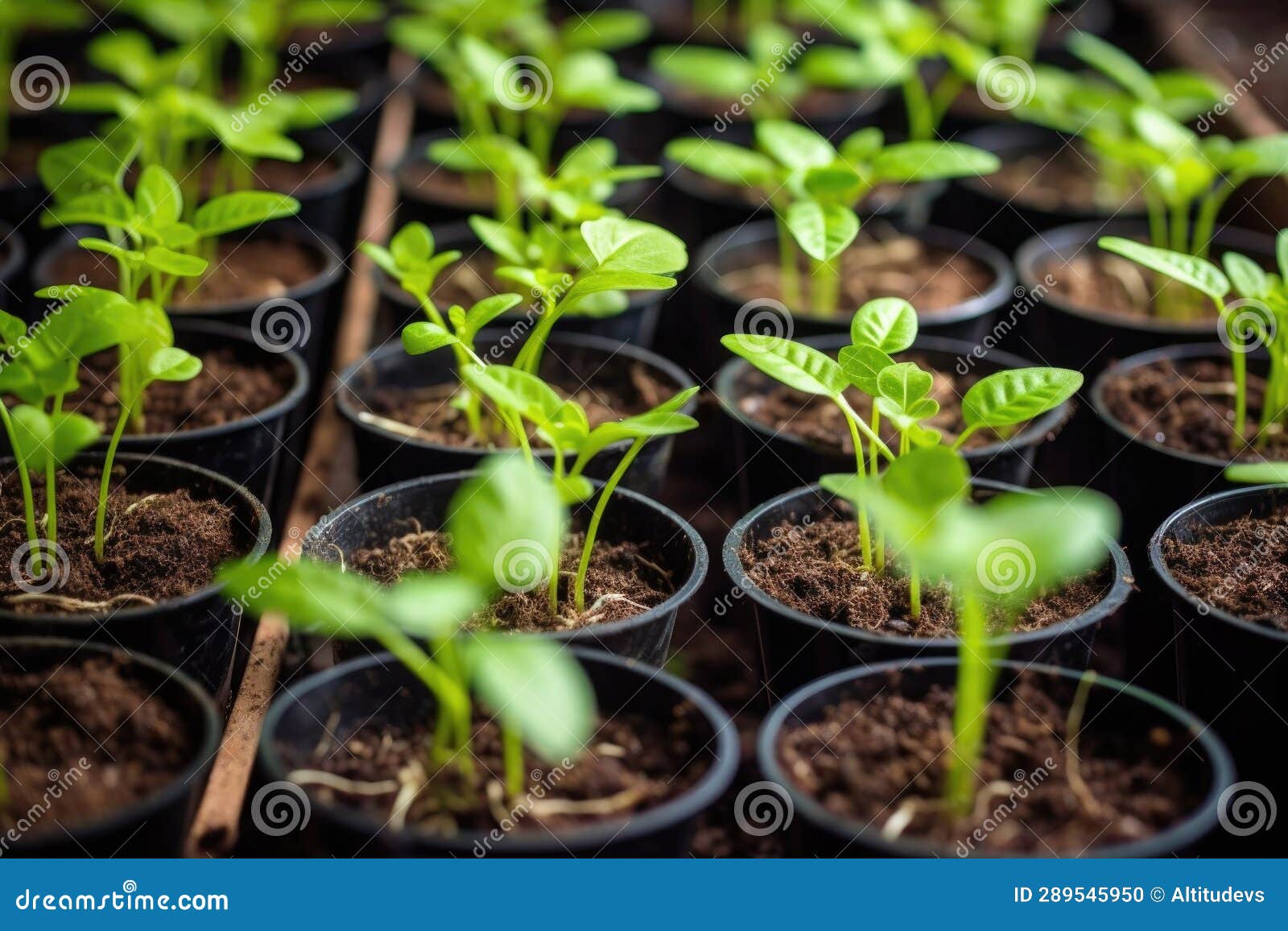 Coffee Plant Seedlings in Nursery Stock Photo - Image of young ...