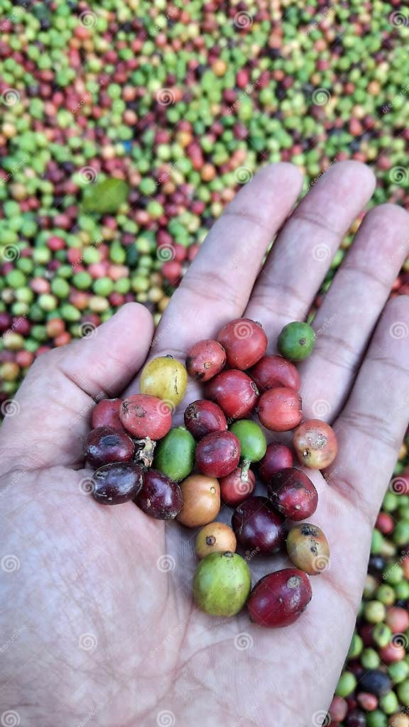 Coffee Plant and is a Source of Coffee Beans and Coffee Drinks Stock ...