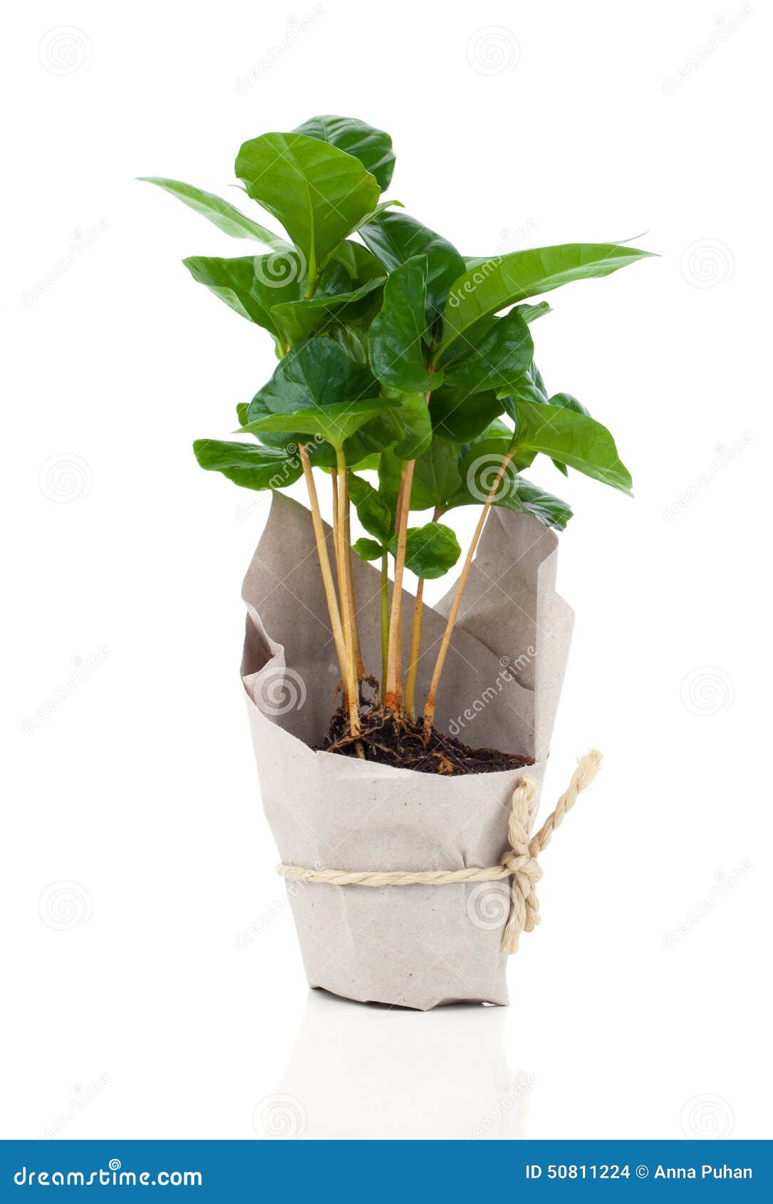 Coffee Plant Tree in Paper Packaging Stock Photo - Image of growth ...