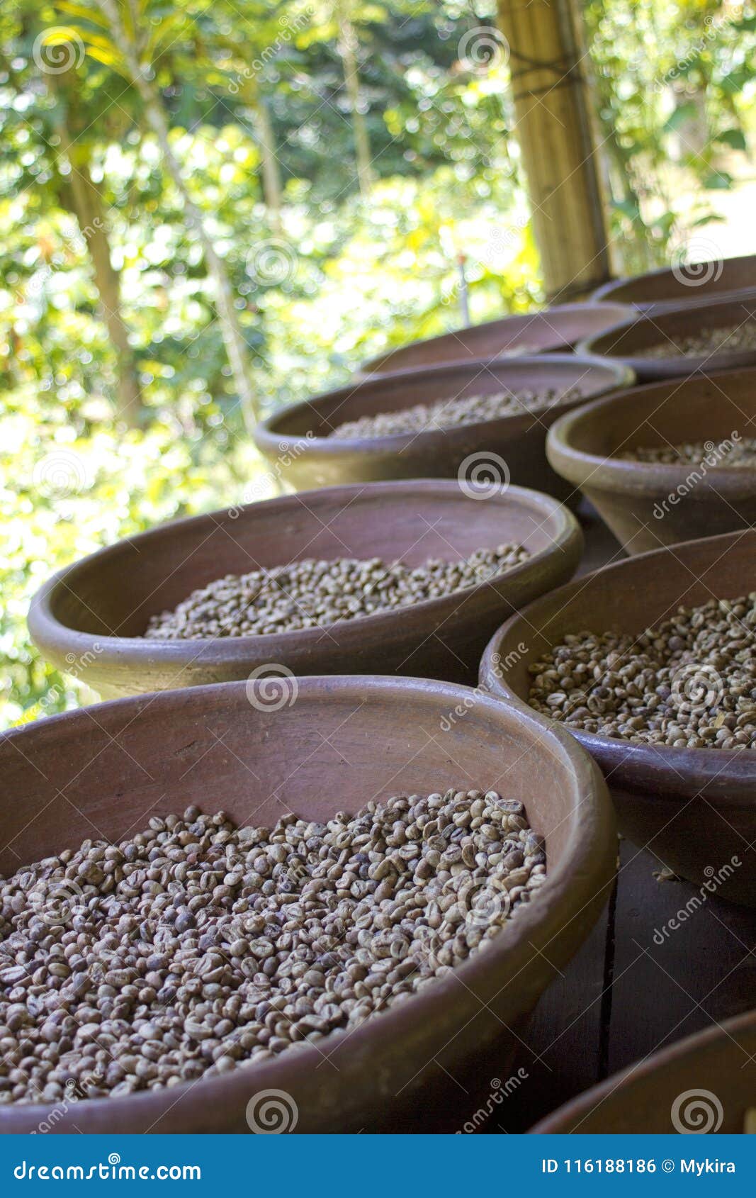 Coffee Plantation in Bali . Coffee Beans Stock Photo - Image of bali ...