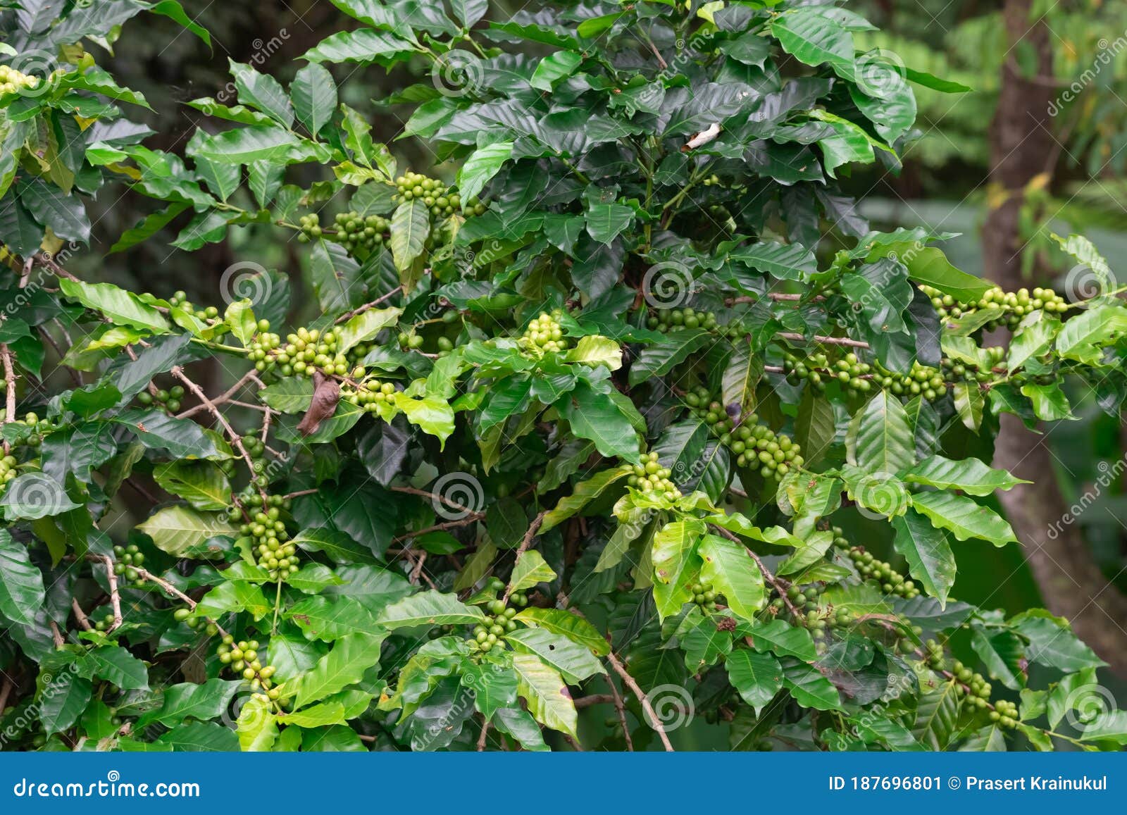 Coffee Seed on Plantation , Coffee Crop Stock Image - Image of ...