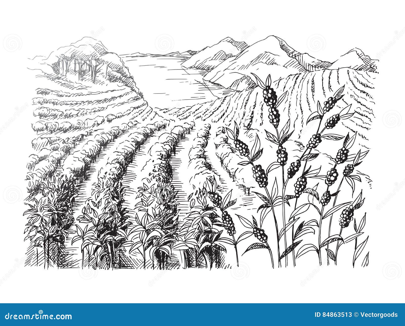 Tea Plantation Landscape Vector Illustration | CartoonDealer.com #84863174