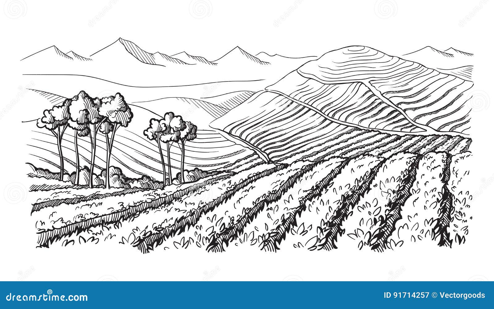 Coffee Plantation Landscape Stock Vector - Illustration of brazil, hill ...