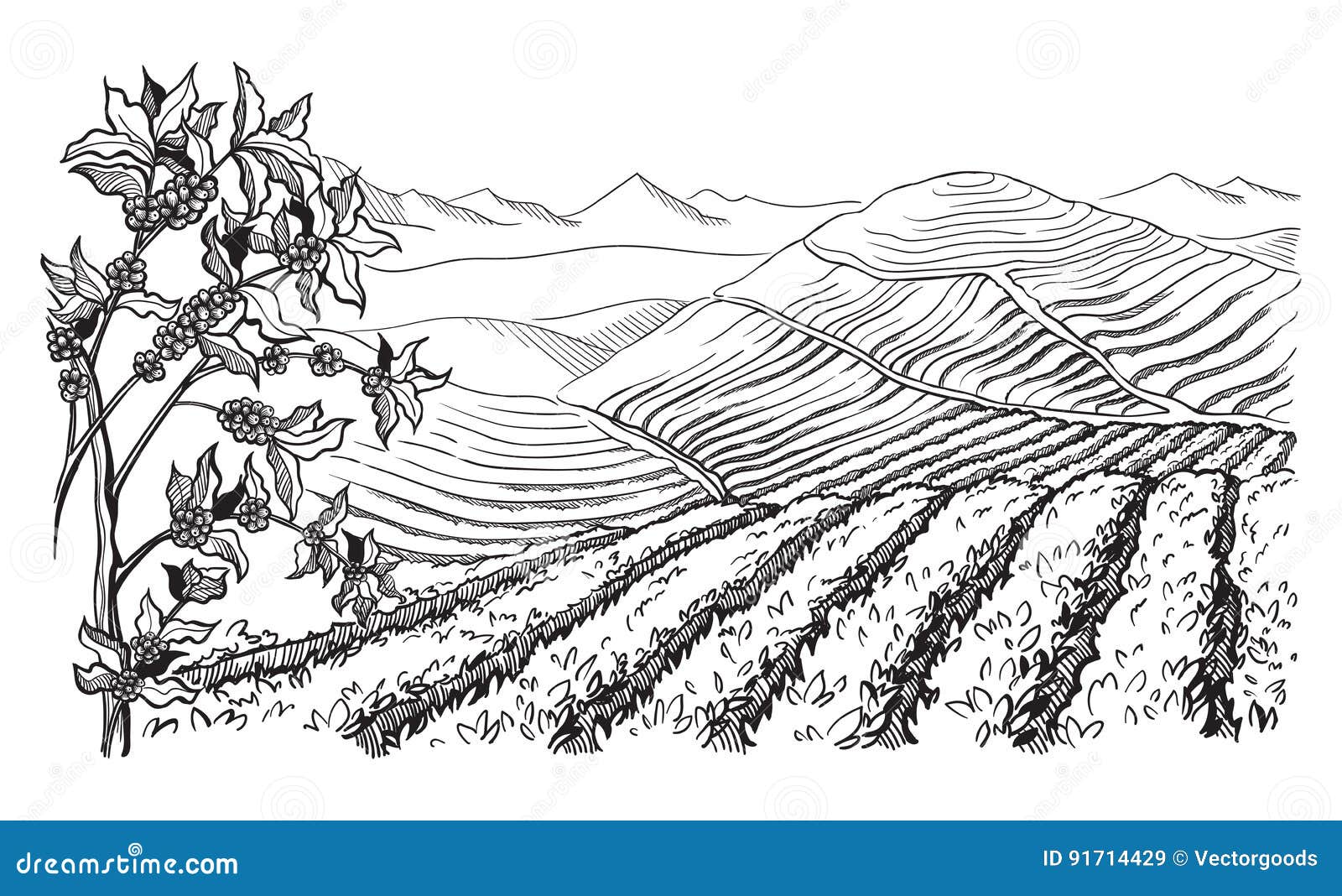 Tea Plantation Landscape Vector Illustration | CartoonDealer.com #84863174