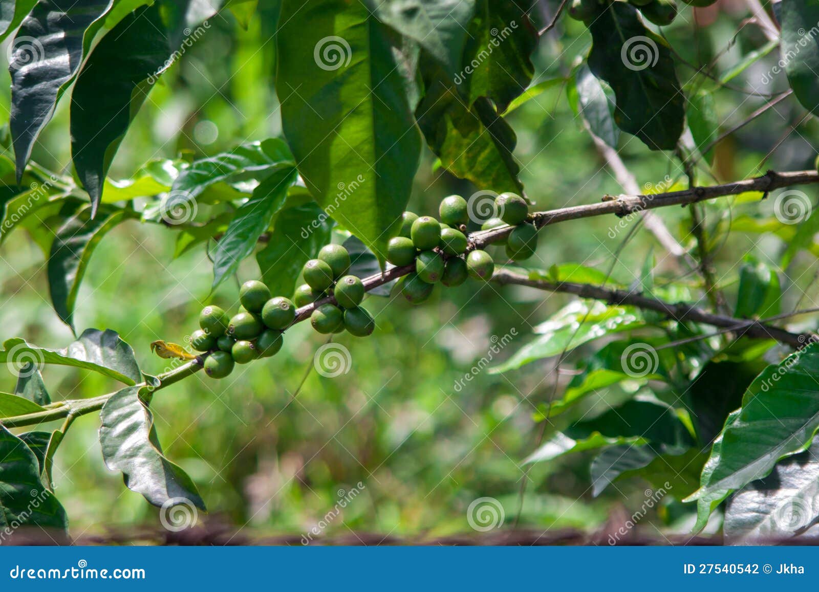 Coffee plantation patterns stock photo. Image of cafe - 27540542