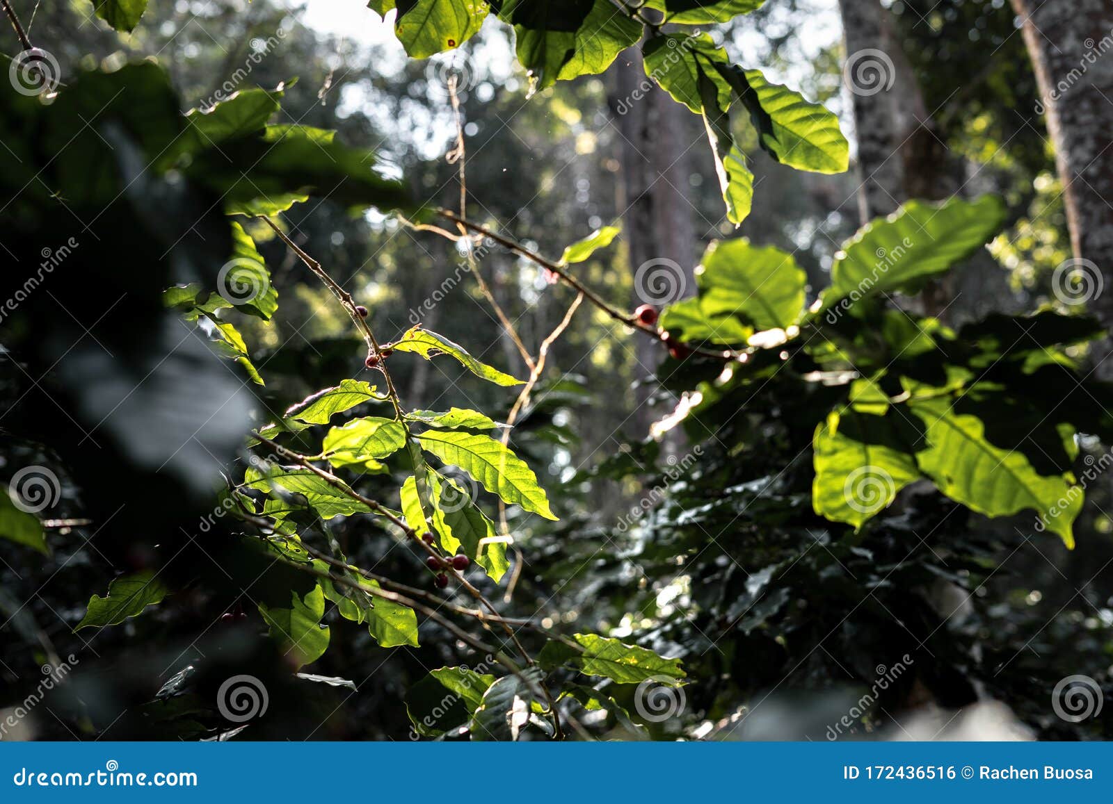 Coffee Plantation Under the Big Tree in Asia Stock Photo - Image of ...