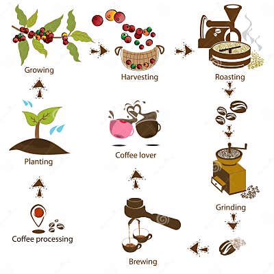 Coffee Processing Step by Step from Bean To Coffee Lover Stock ...