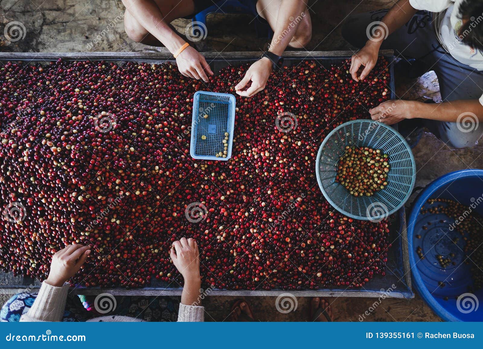 Coffee Raw Coffee Beans Dried Coffee People are Sorting Coffee Beans ...