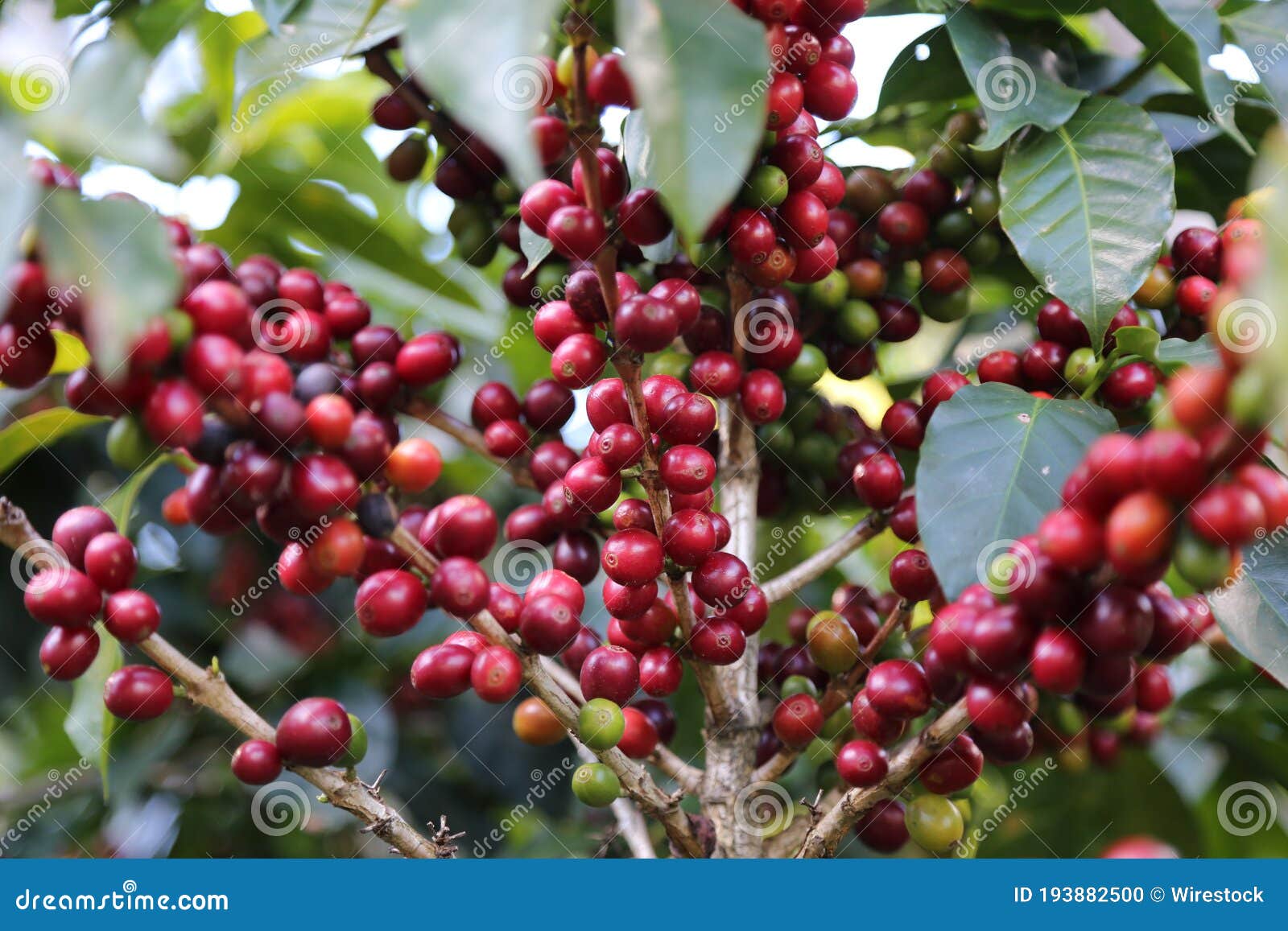 Coffee ready for harvest editorial image. Image of food - 193882500
